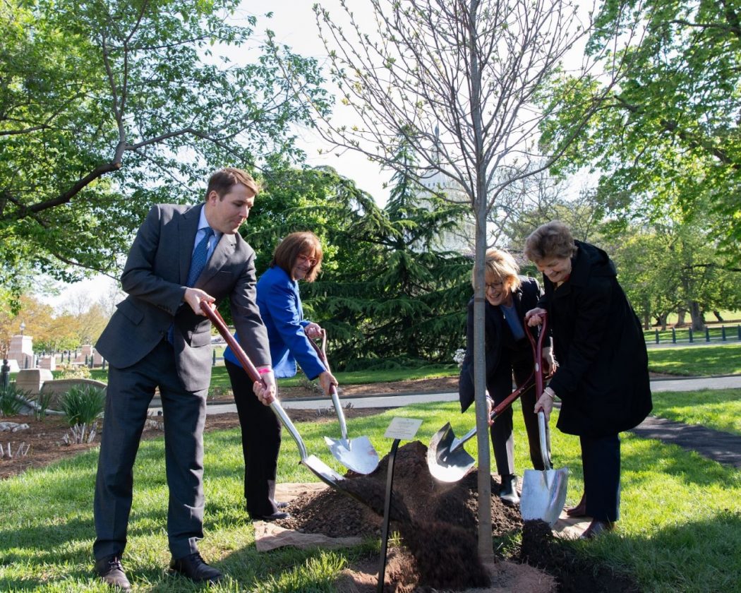 NH delegation dedicates Granite State Tree on Capitol grounds | News ...